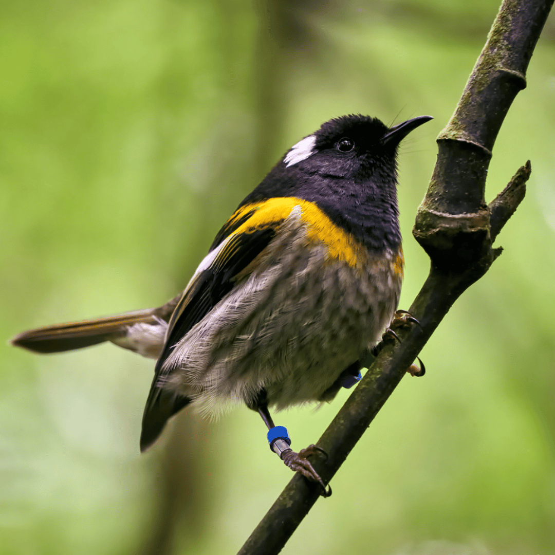 Stitchbird - MyNativeForest
